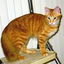 Let's Talk Tabby: Identifying Cat Coat Patterns - Silver Shorthairs
