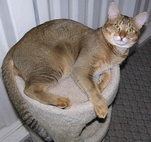 Ticked Tabby Archives - Silver Shorthairs