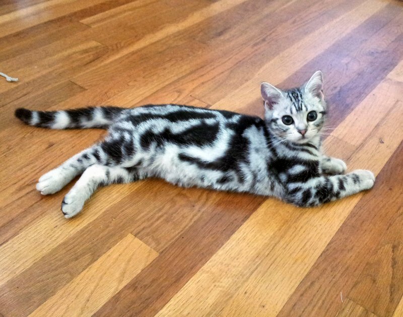 Owners Photo Gallery - Silver Shorthairs