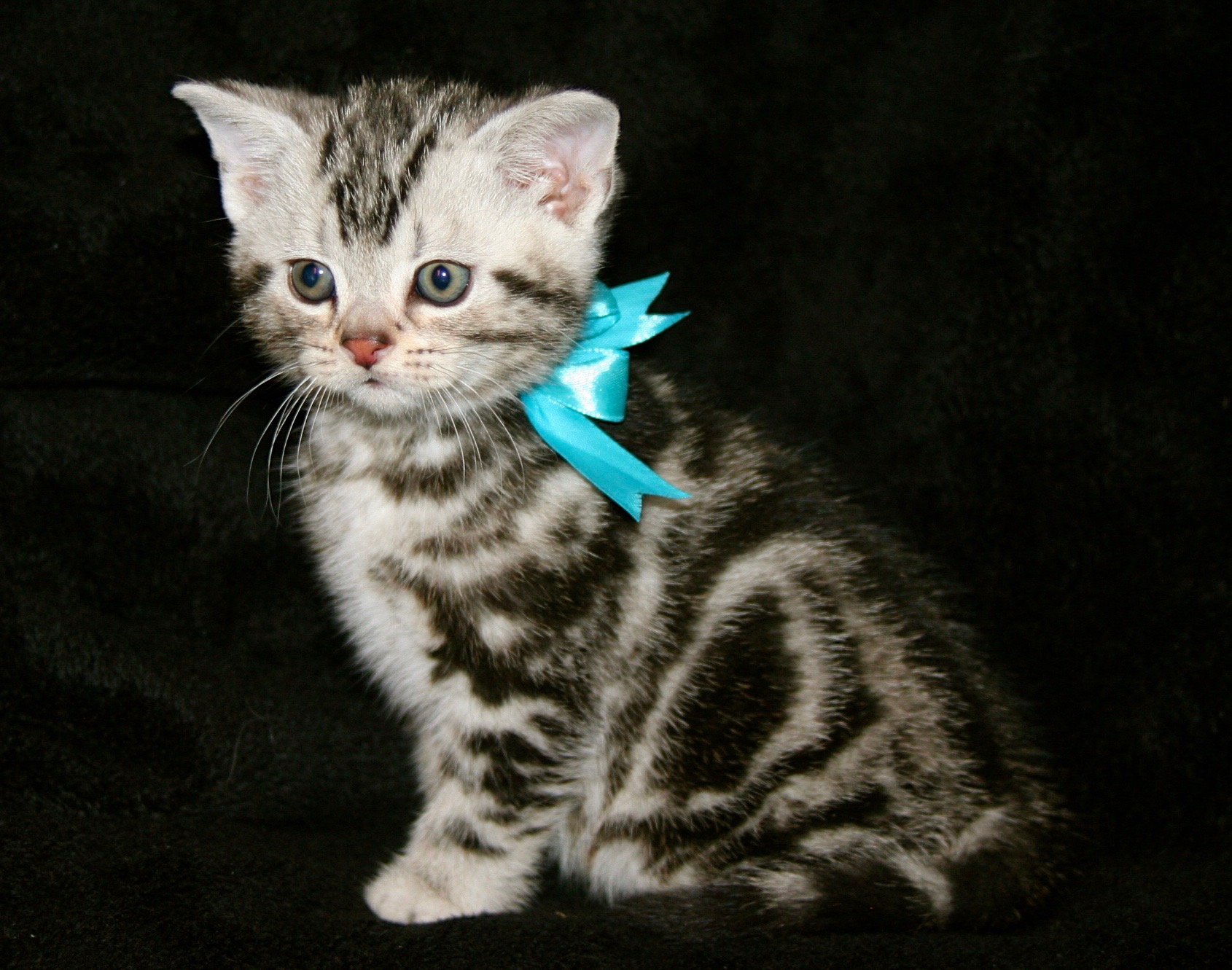 Kitten Album 1 - Silver Shorthairs